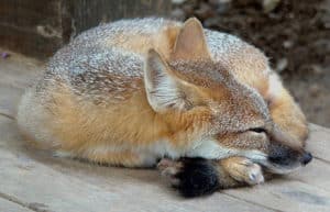 Swift Fox