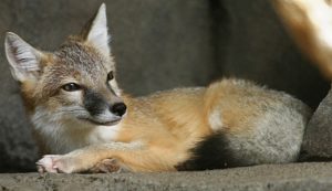 Fox Claws - Fox Facts and Information