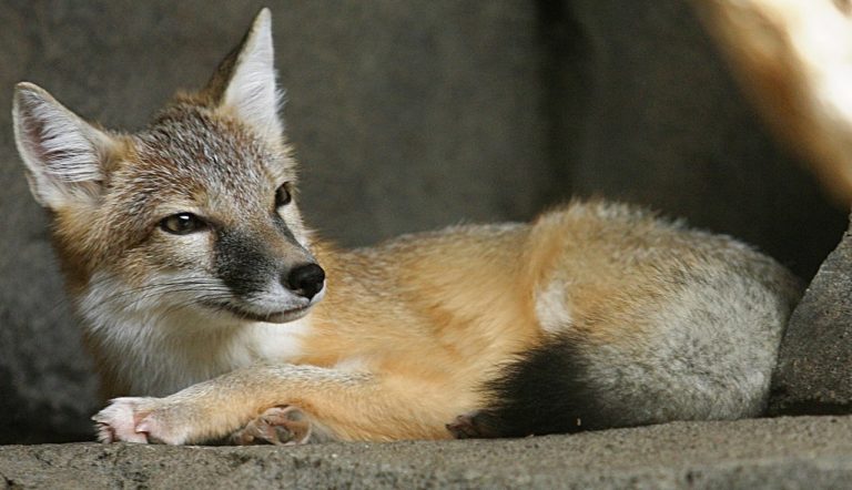 Fox Claws - Fox Facts and Information
