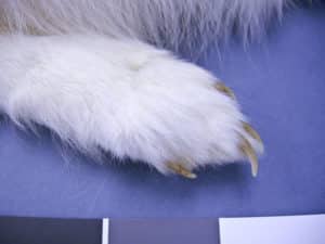 Fox Claws - Fox Facts and Information
