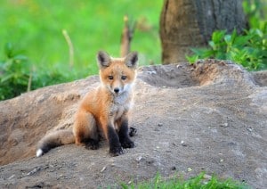 Fox Reproduction