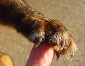 Fox Claws - Fox Facts and Information